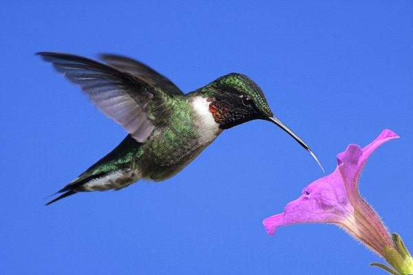 Male Ruby Throated Hummingbird - Hummingbird Facts and Information