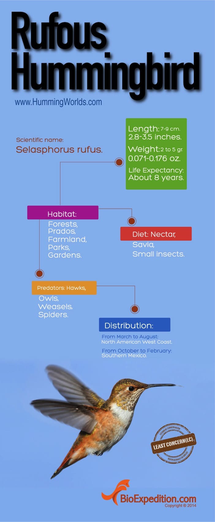 Rufous Hummingbird Infographic